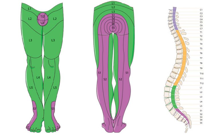 DERMATOMAS: definición, tipos y función (imágenes)